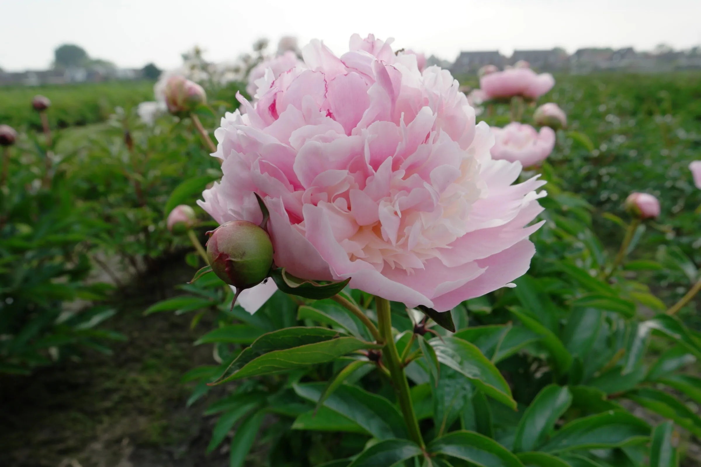 Peonies (5 stem bunches) – Valley Flower Farm