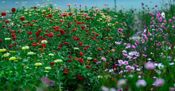 A La Carte – Valley Flower Farm